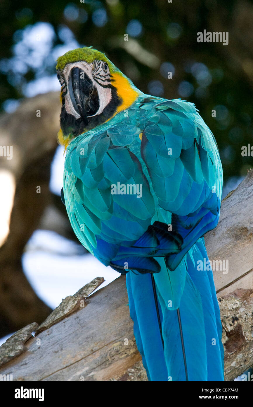 A bright blue Macaw parrot Stock Photo - Alamy