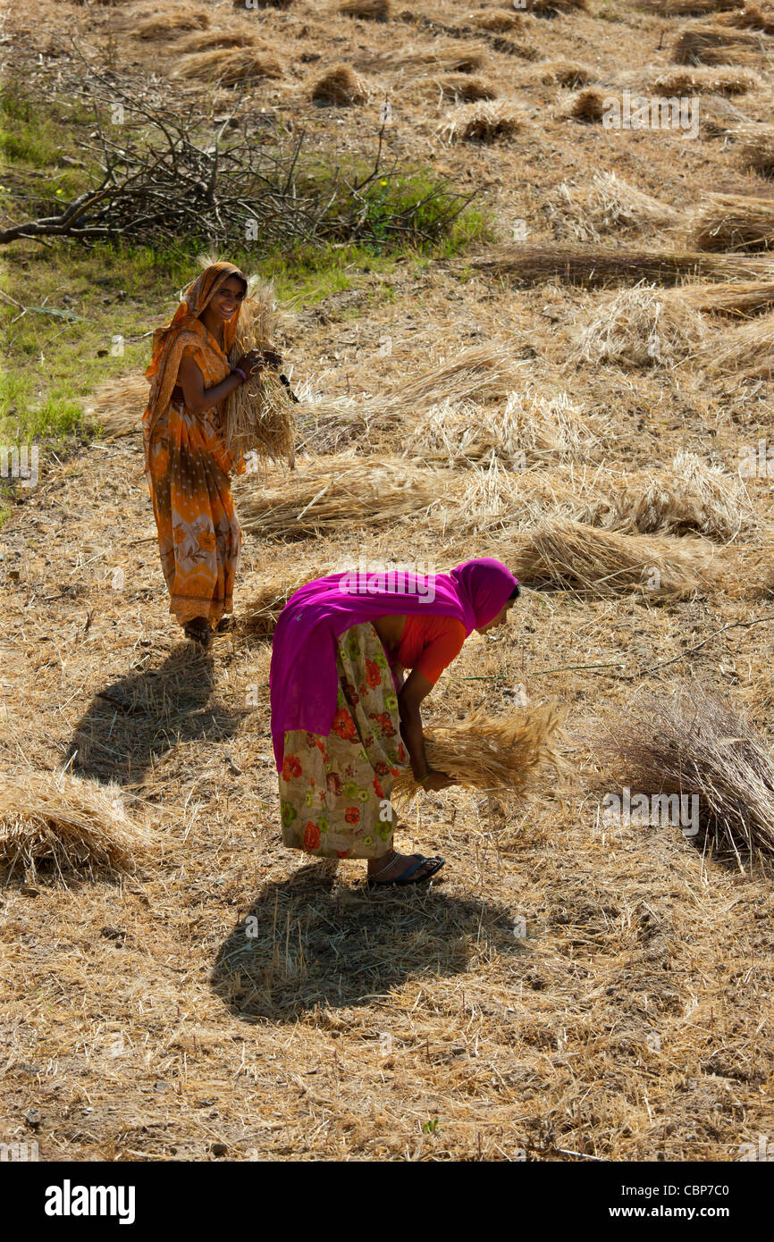 Rajasthan agriculture hi-res stock photography and images - Alamy