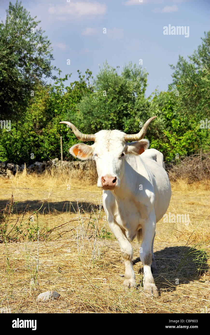 White cow in field Stock Photo - Alamy