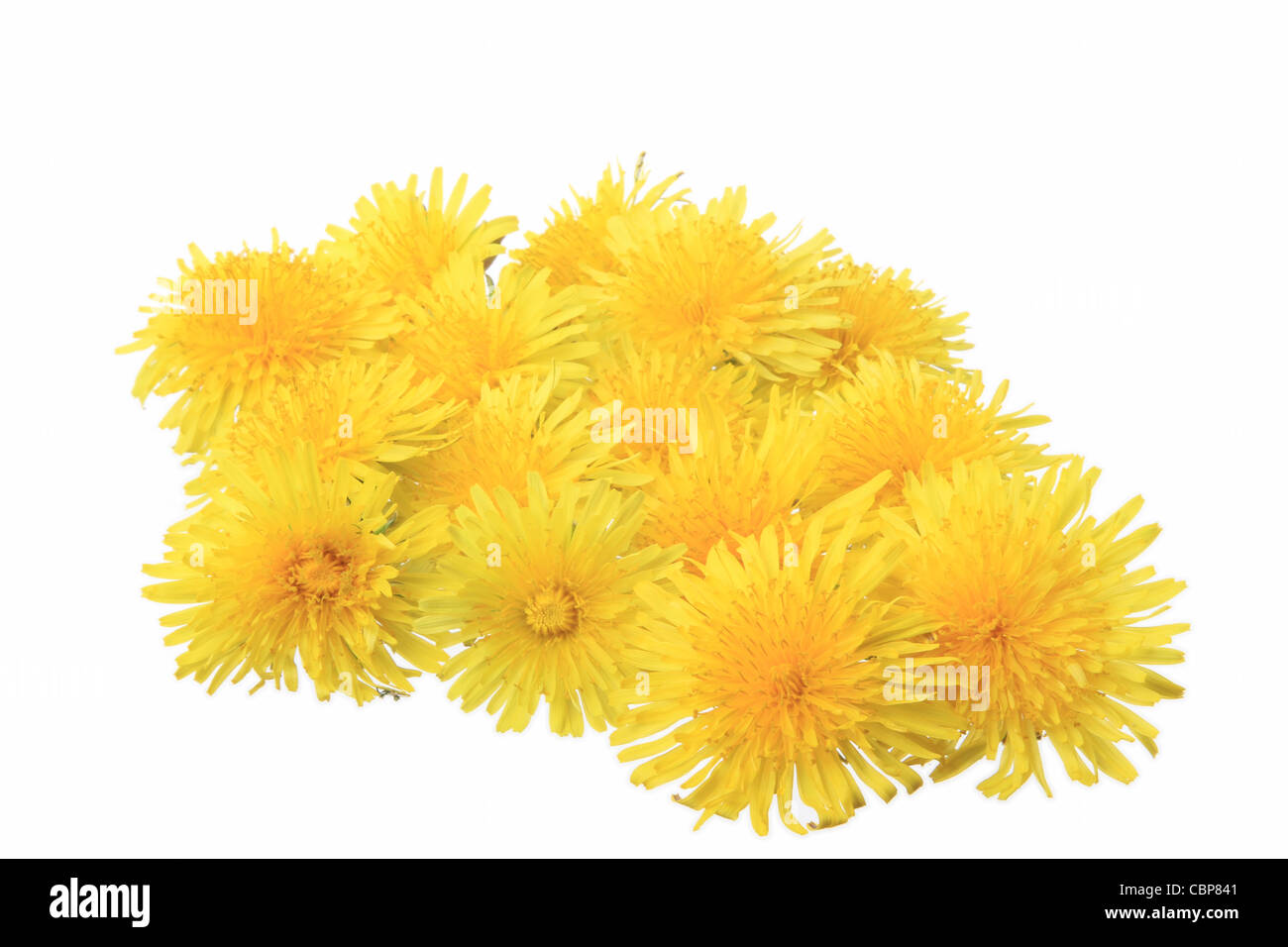 Stack of yellow flowers placed on white background Stock Photo - Alamy