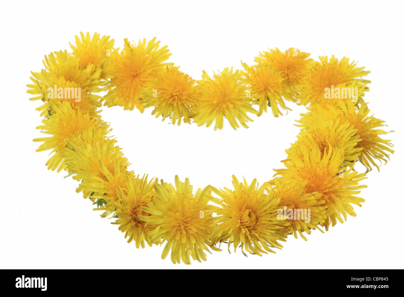 Stack of yellow flowers placed on white background Stock Photo - Alamy