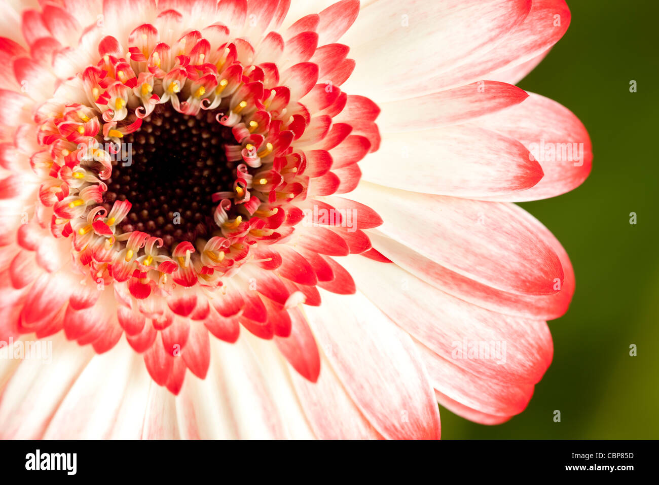 single white gerbera with red border as background Stock Photo - Alamy