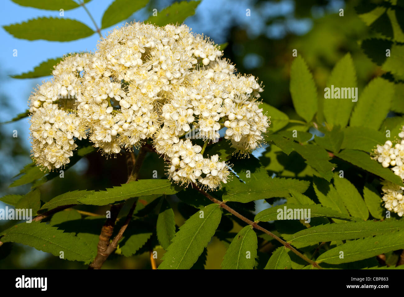 Rowan leaf hi-res stock photography and images - Alamy