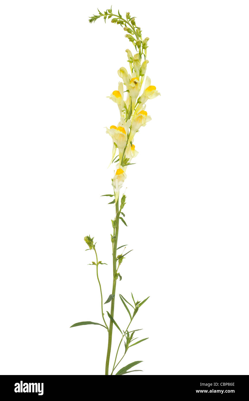 yellow wildflower Linaria vulgaris on white background Stock Photo - Alamy