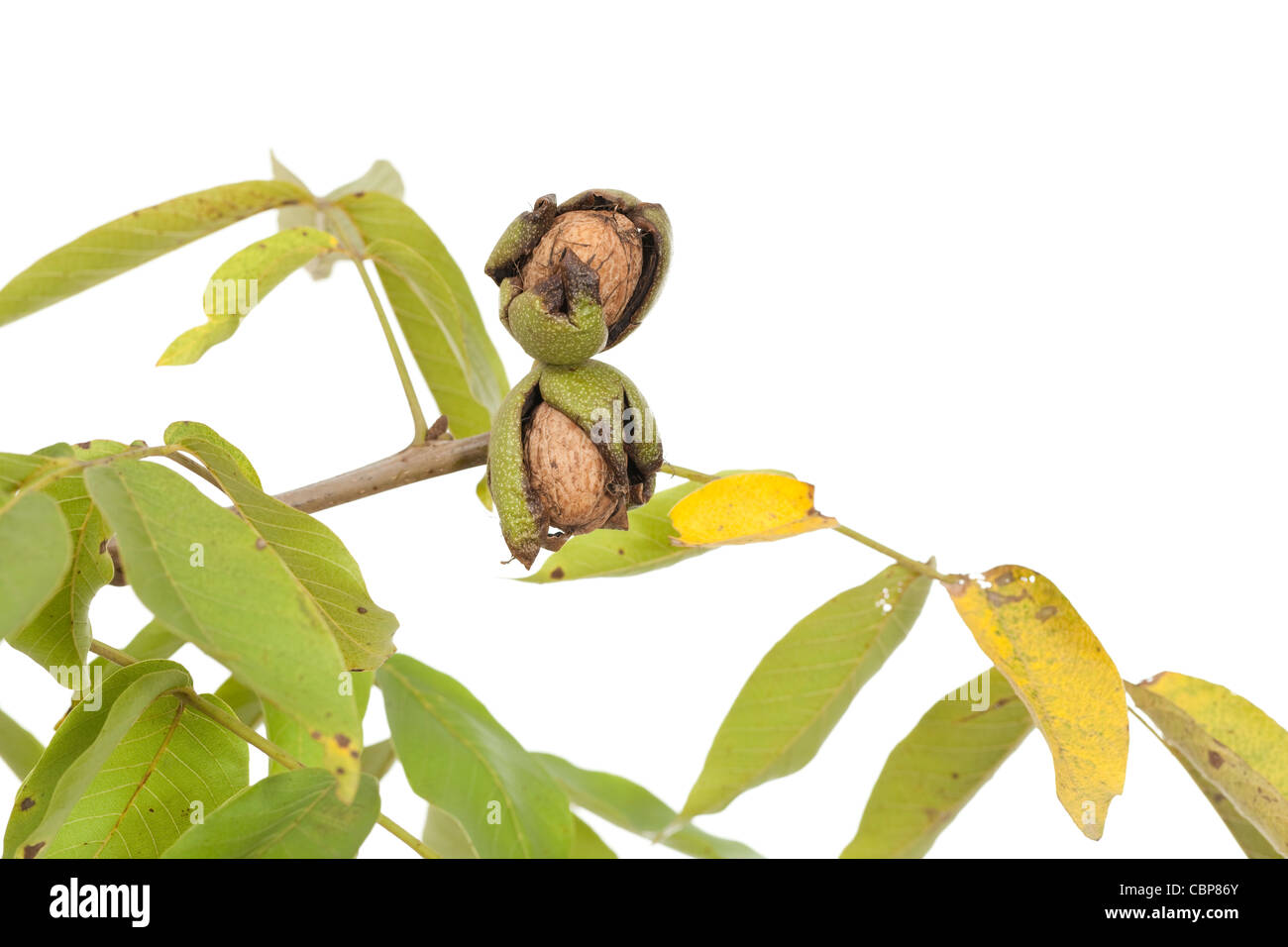 Walnut branch with nut ripe on white background Stock Photo - Alamy