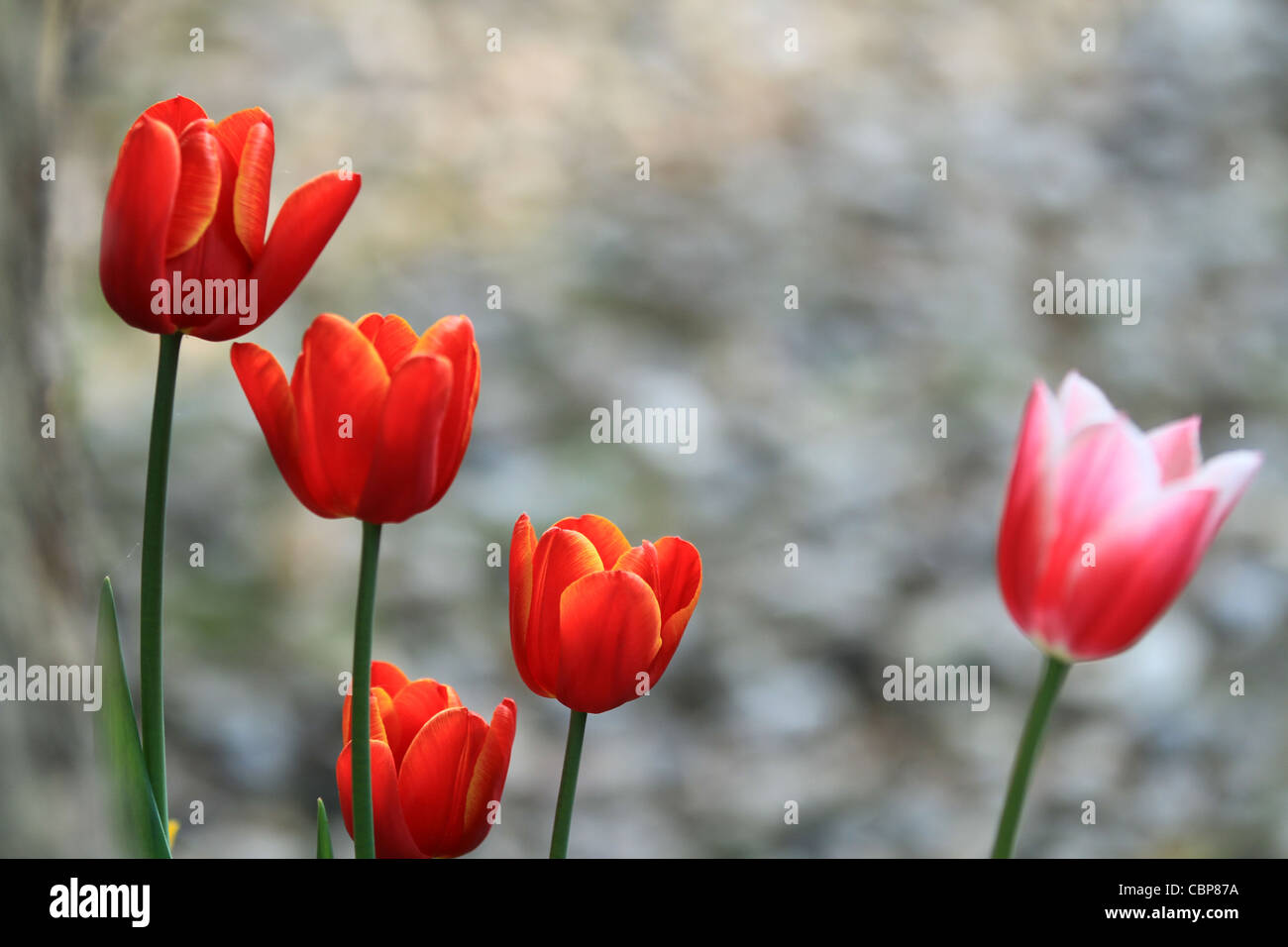 Tulip denmark hi-res stock photography and images - Alamy