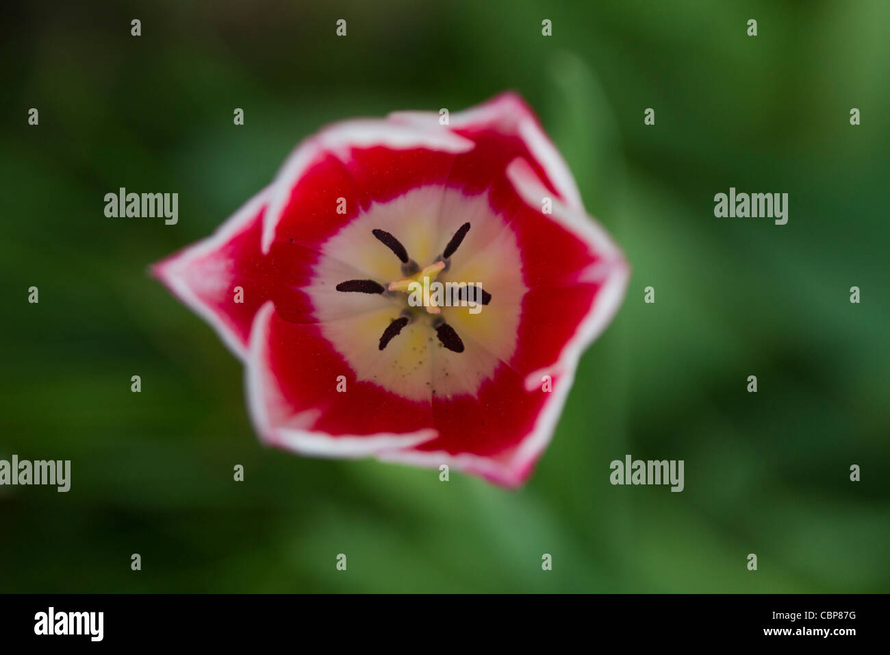 Tulip denmark hi-res stock photography and images - Alamy