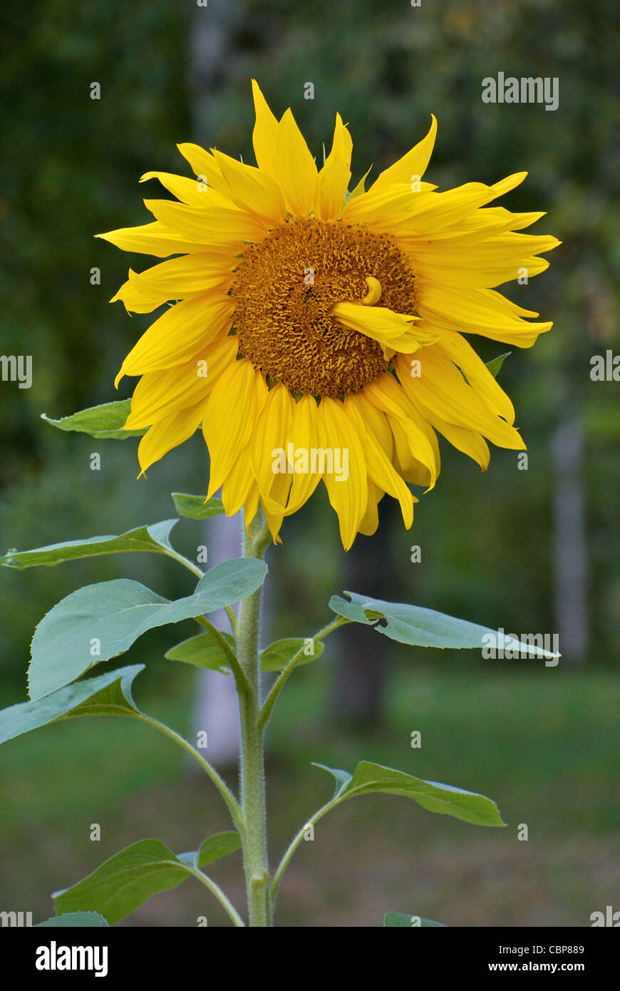 Sunflower with sterile ray florets in the disk florets Stock Photo - Alamy