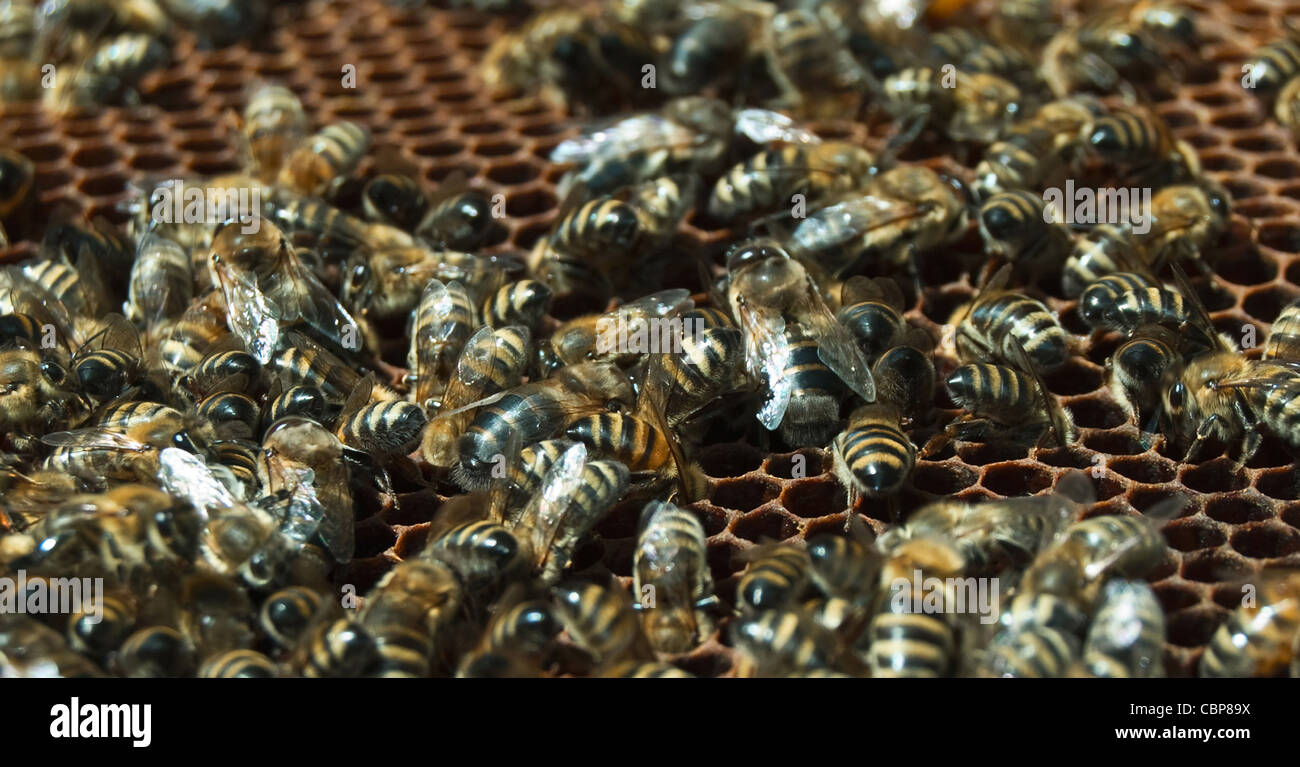 Crate beehive hi-res stock photography and images - Alamy