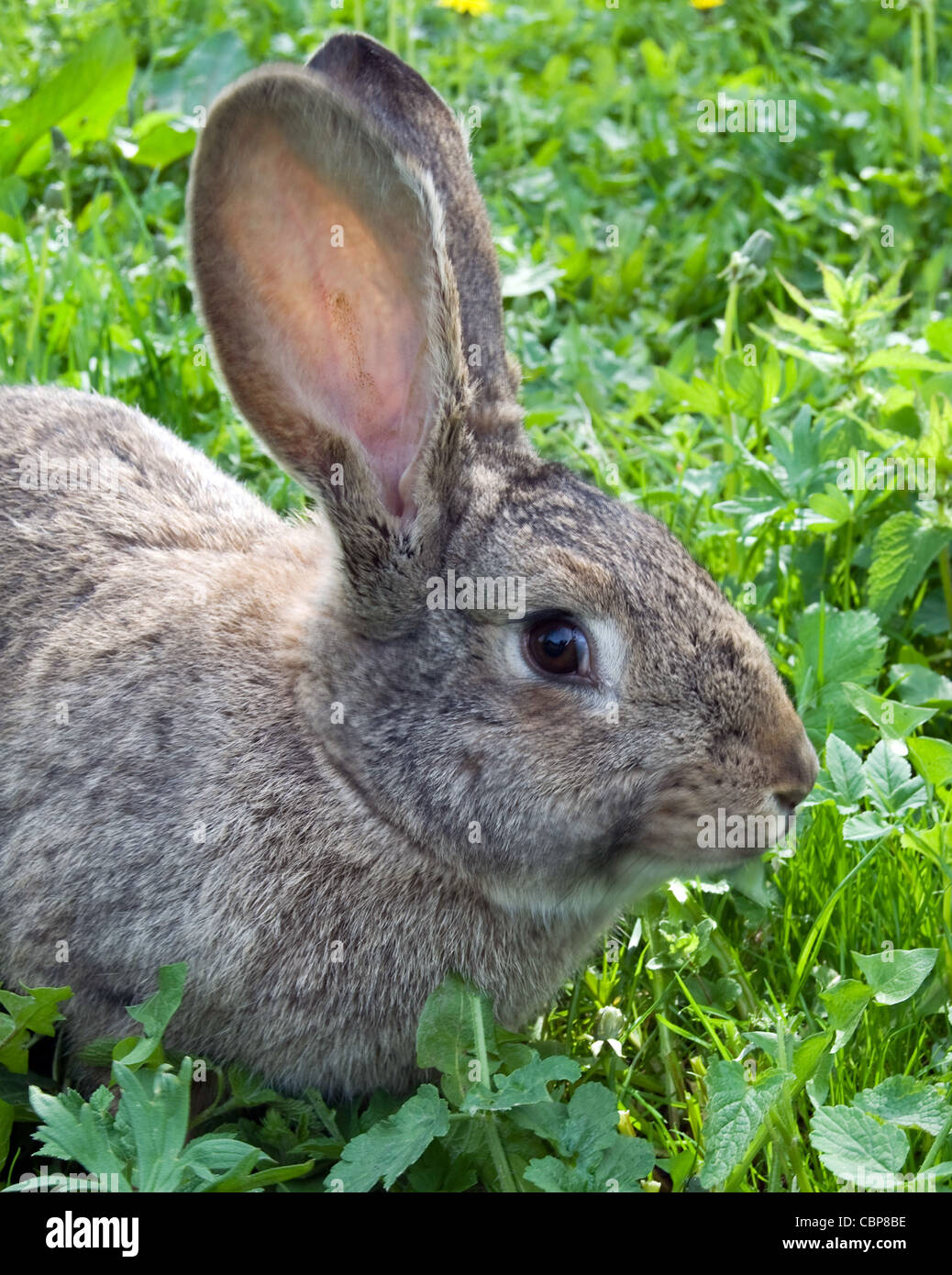 rabbit is on a pasture Stock Photo - Alamy