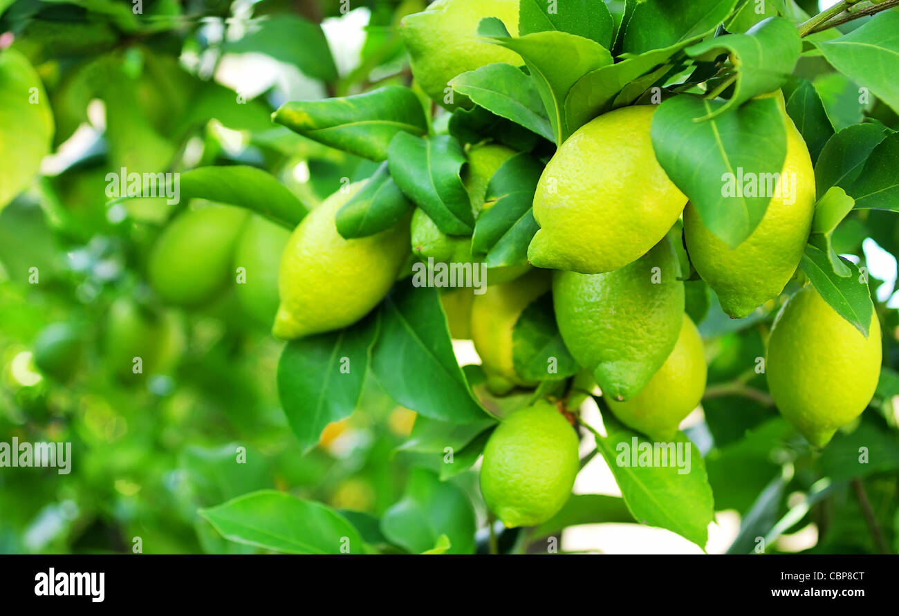 Hanging group lemons hi-res stock photography and images - Alamy