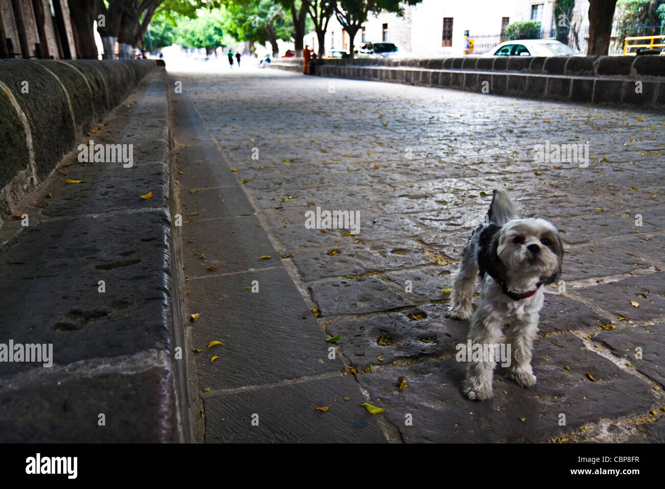 Mexico dog street hi-res stock photography and images - Alamy