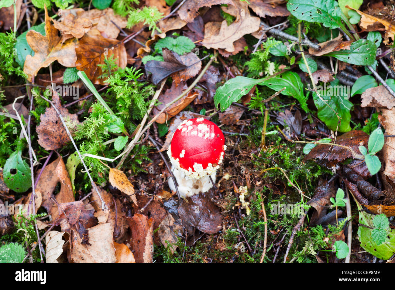 Fly Agaric (Amanita Muscaria) toadstool growing in green moss in ...