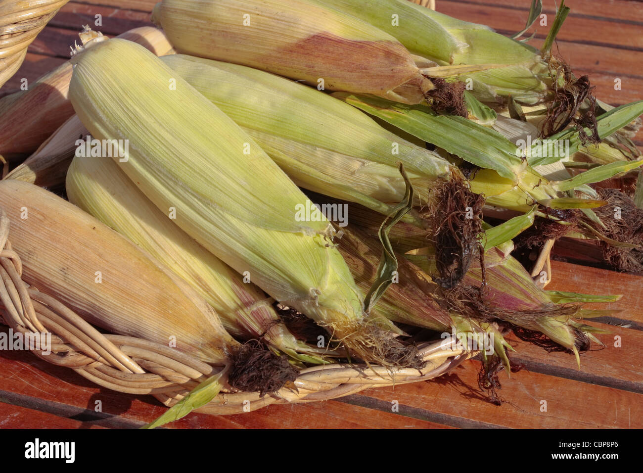 Freshly picked corn Stock Photo - Alamy