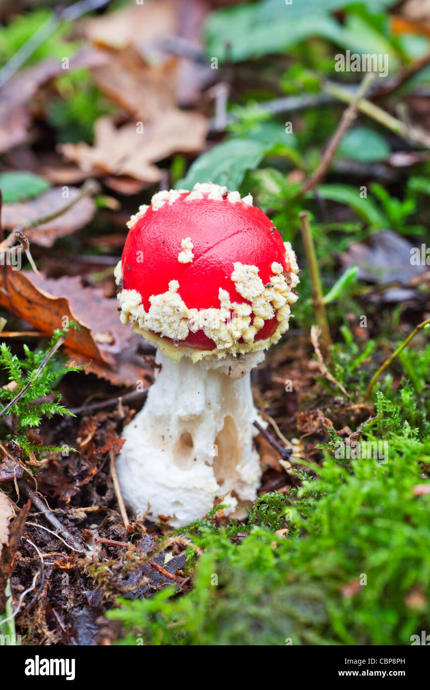 Fly Agaric (Amanita Muscaria) toadstool growing in green moss in ...