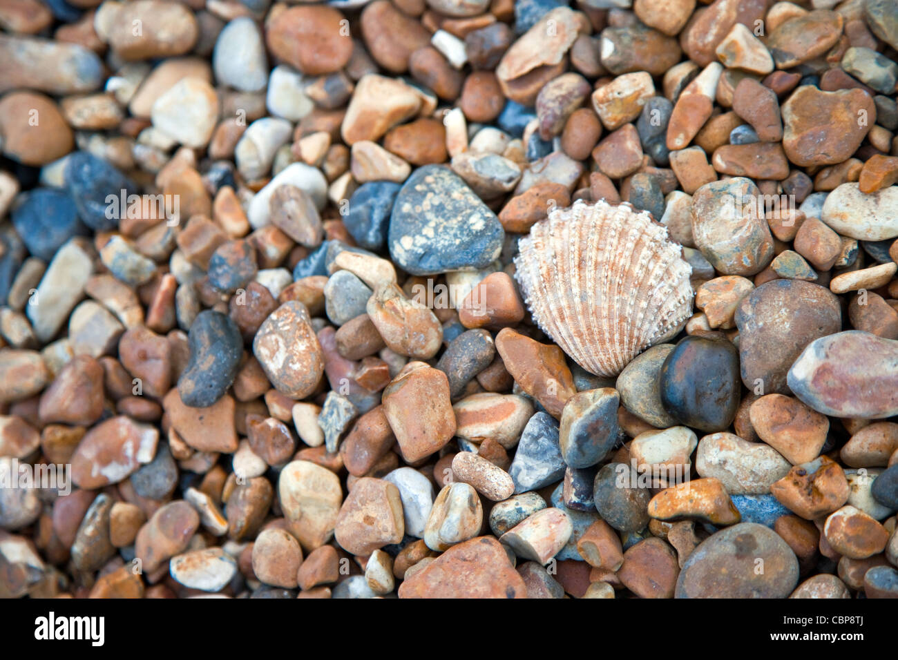Beach pebbles rocks shells hi-res stock photography and images - Alamy
