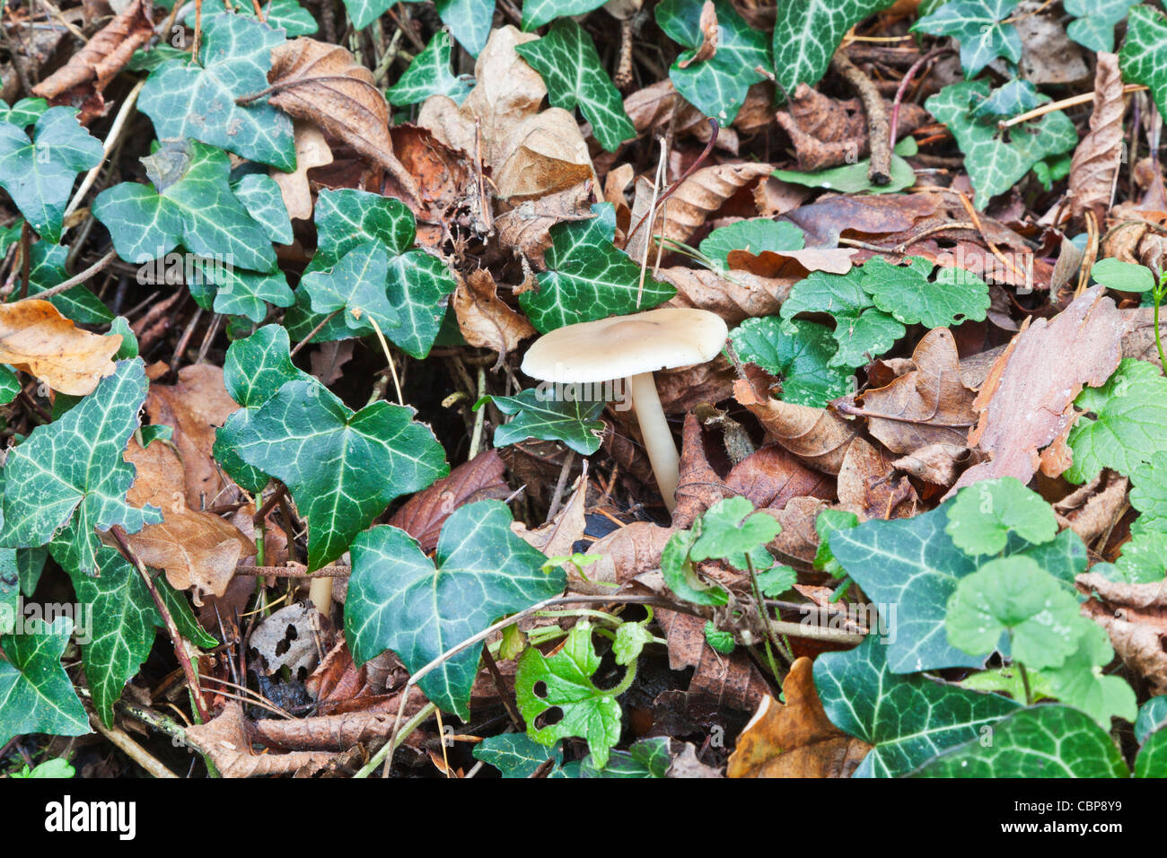 Beige toadstool in ivy and fallen oak leaves in the autumn, in English ...