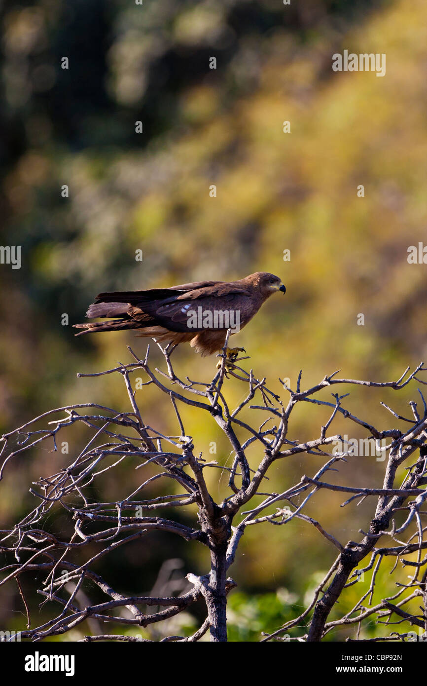 Indian Black Kite raptor bird, Milvus Migrans, perched in the treetops ...