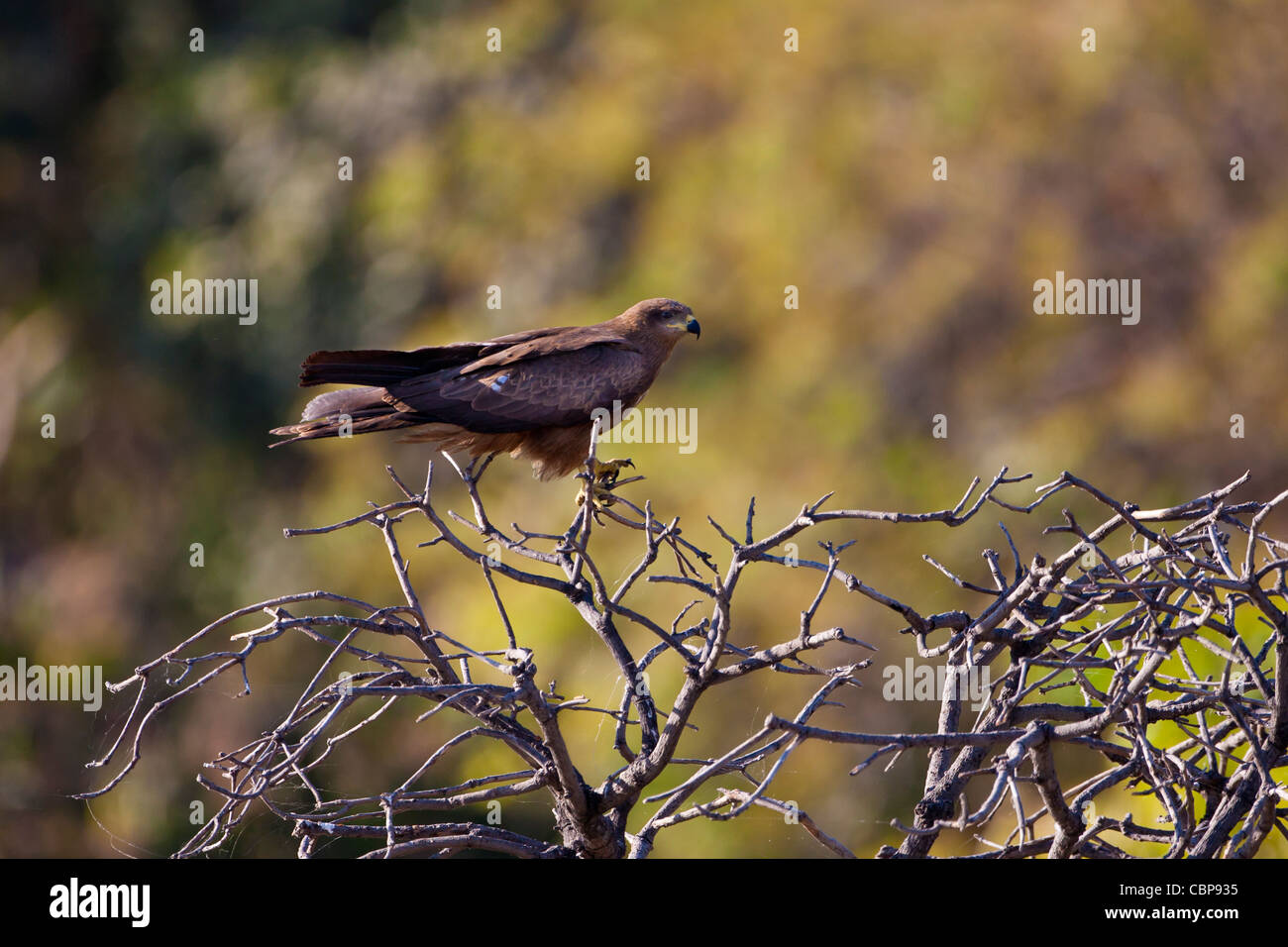 Indian Black Kite raptor bird, Milvus Migrans, perched in the treetops ...