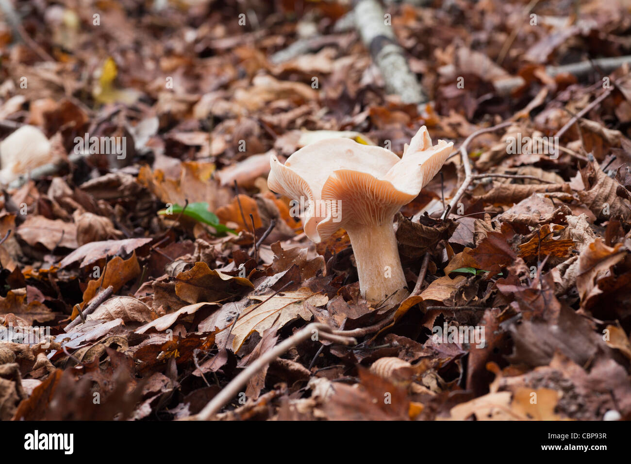 Large beige toadstool on a carpet of fallen oak leaves in the autumn ...