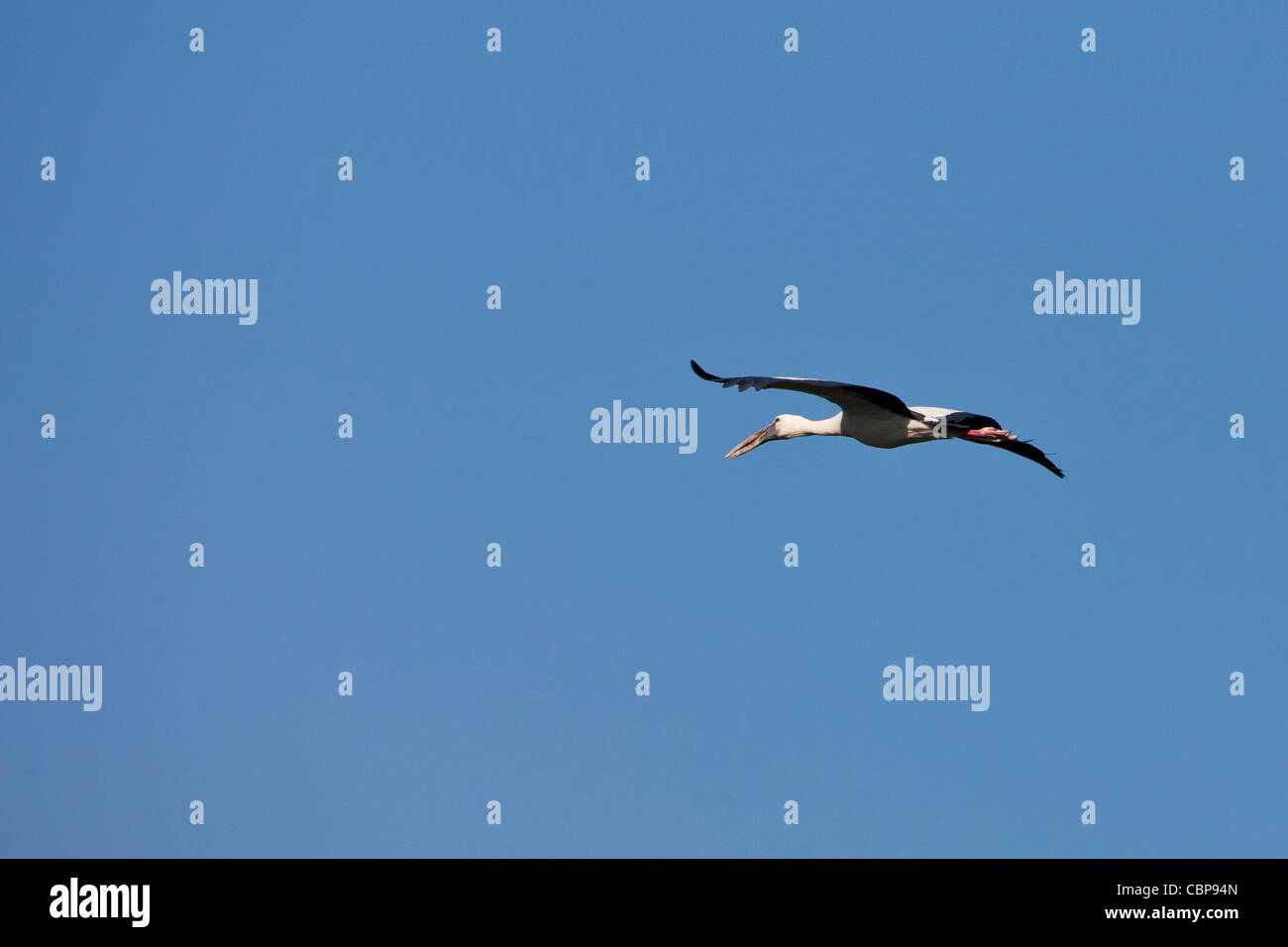 Indian Stork bird, in the sky above Lake Pichola in first light of ...