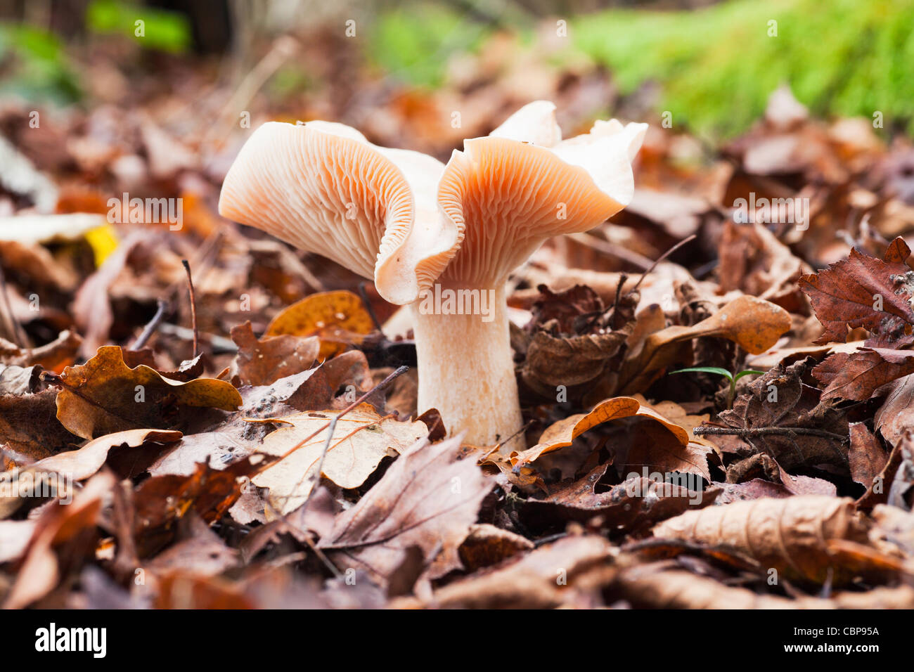 Large beige toadstool with prominent gills on a carpet of fallen oak ...