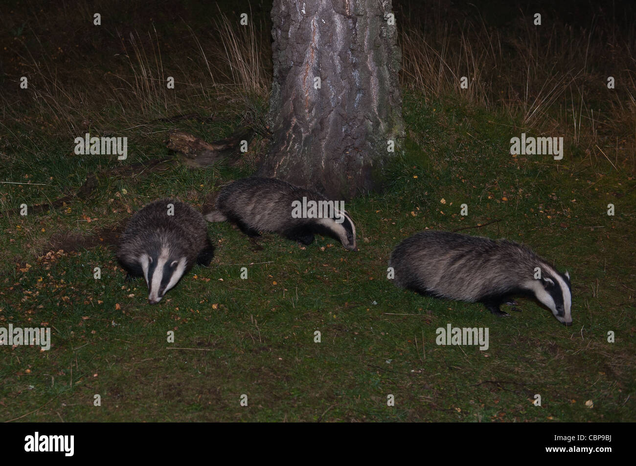 Badger night hi-res stock photography and images - Alamy