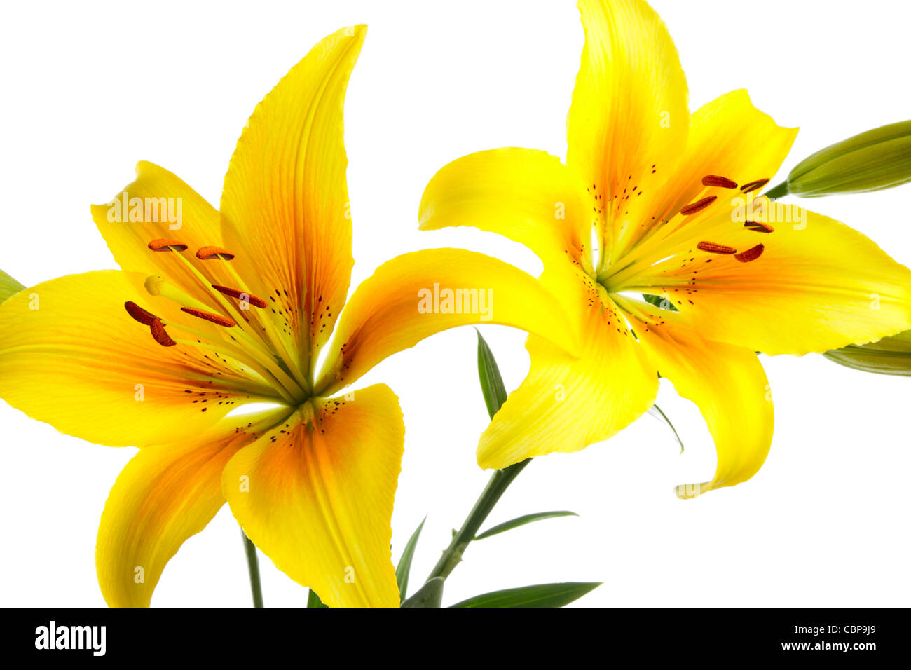 Beautiful yellow lilies on a white background Stock Photo - Alamy