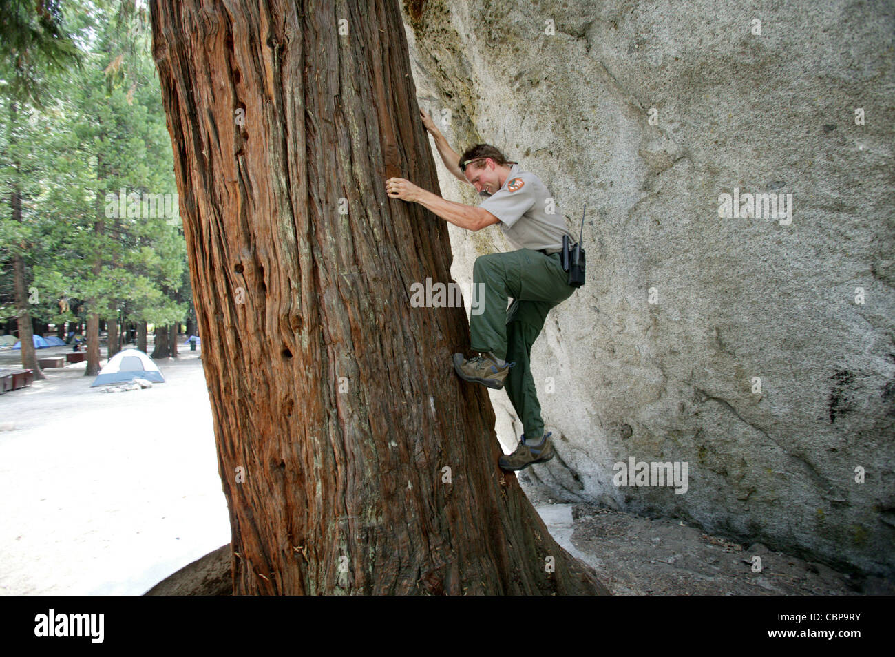 Yosemite Park Climbing Ranger Lincoln Else climbs a cedar tree notched ...