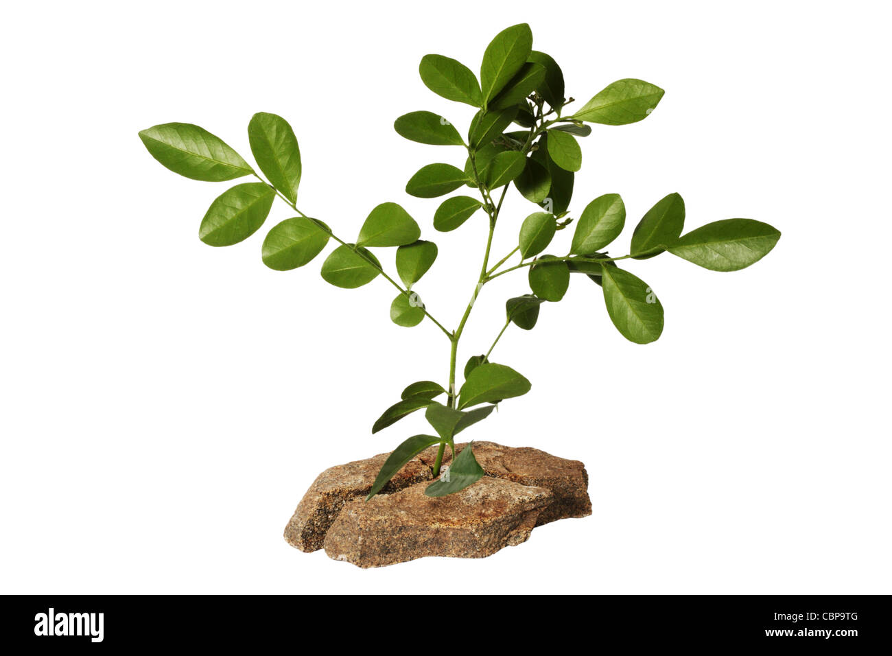 Energy live Cut Out Stock Images & Pictures - Alamy