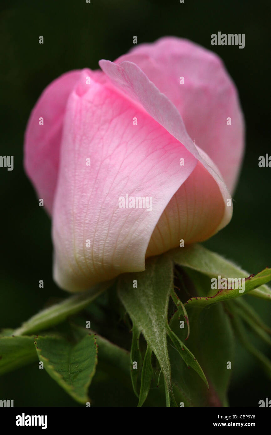 Pink Dog Rose, Rosa Canina Stock Photo - Alamy