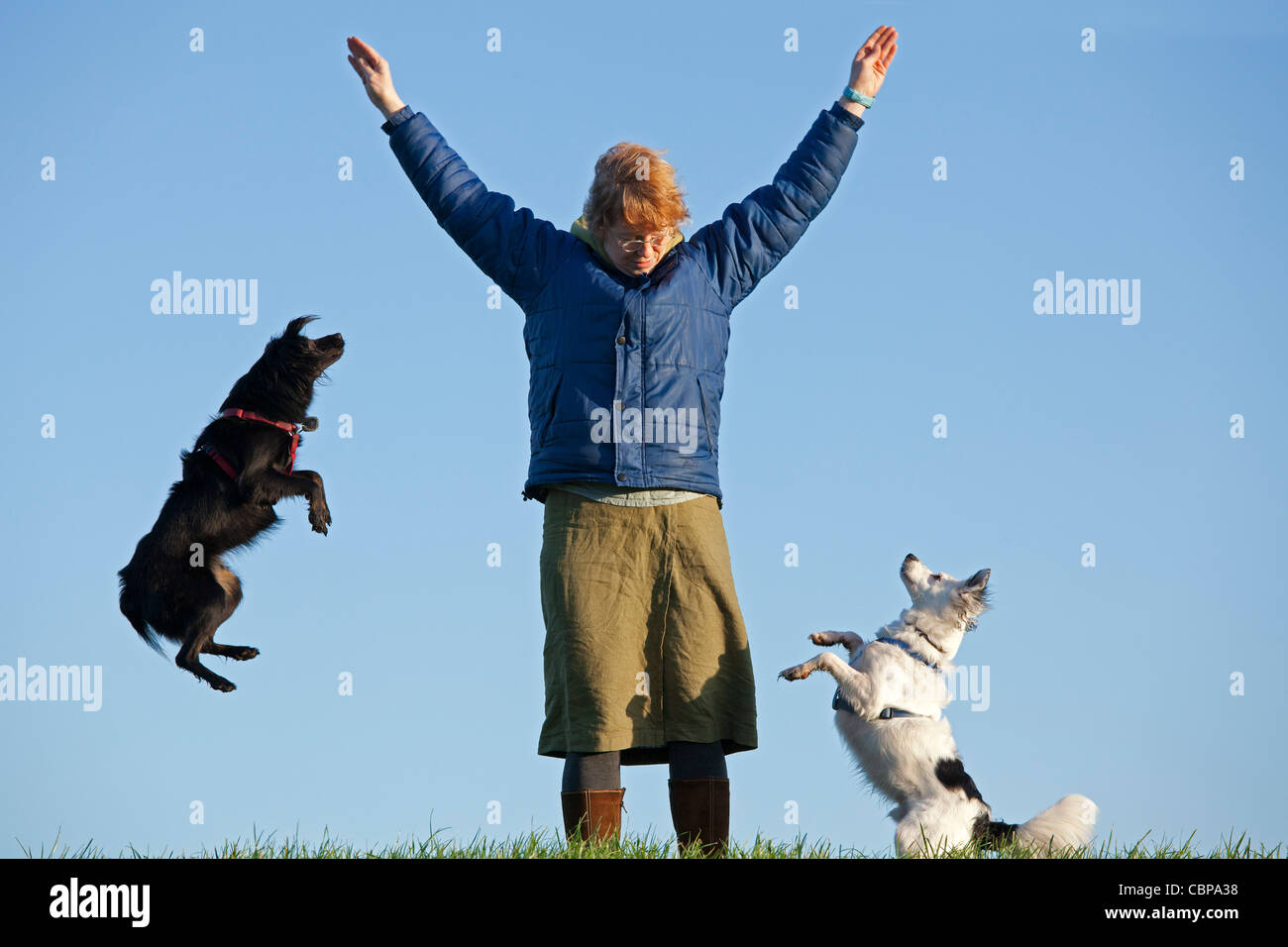 woman training two dogs Stock Photo - Alamy