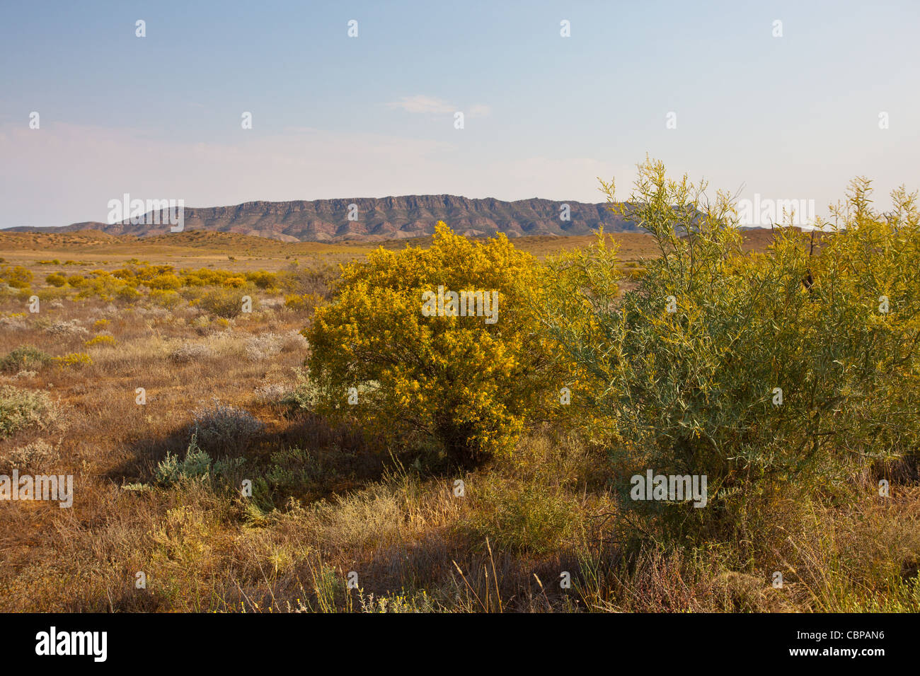 Rugged escarpment of the Elder Range in the Flinders Ranges at Dairy ...
