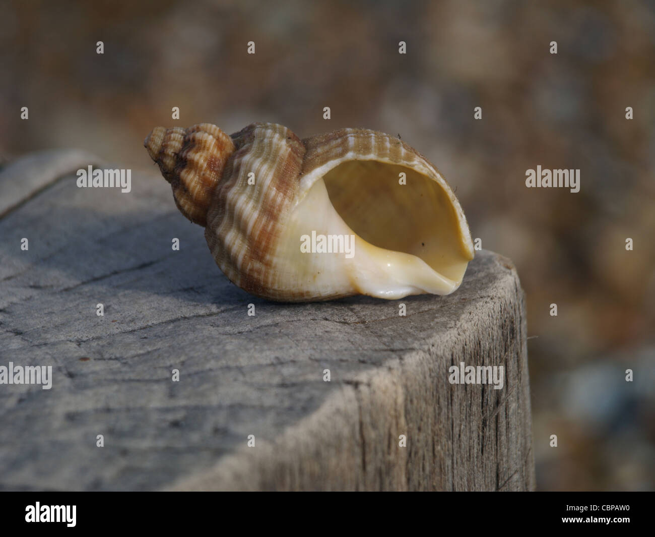 Whelk shell hi-res stock photography and images - Alamy