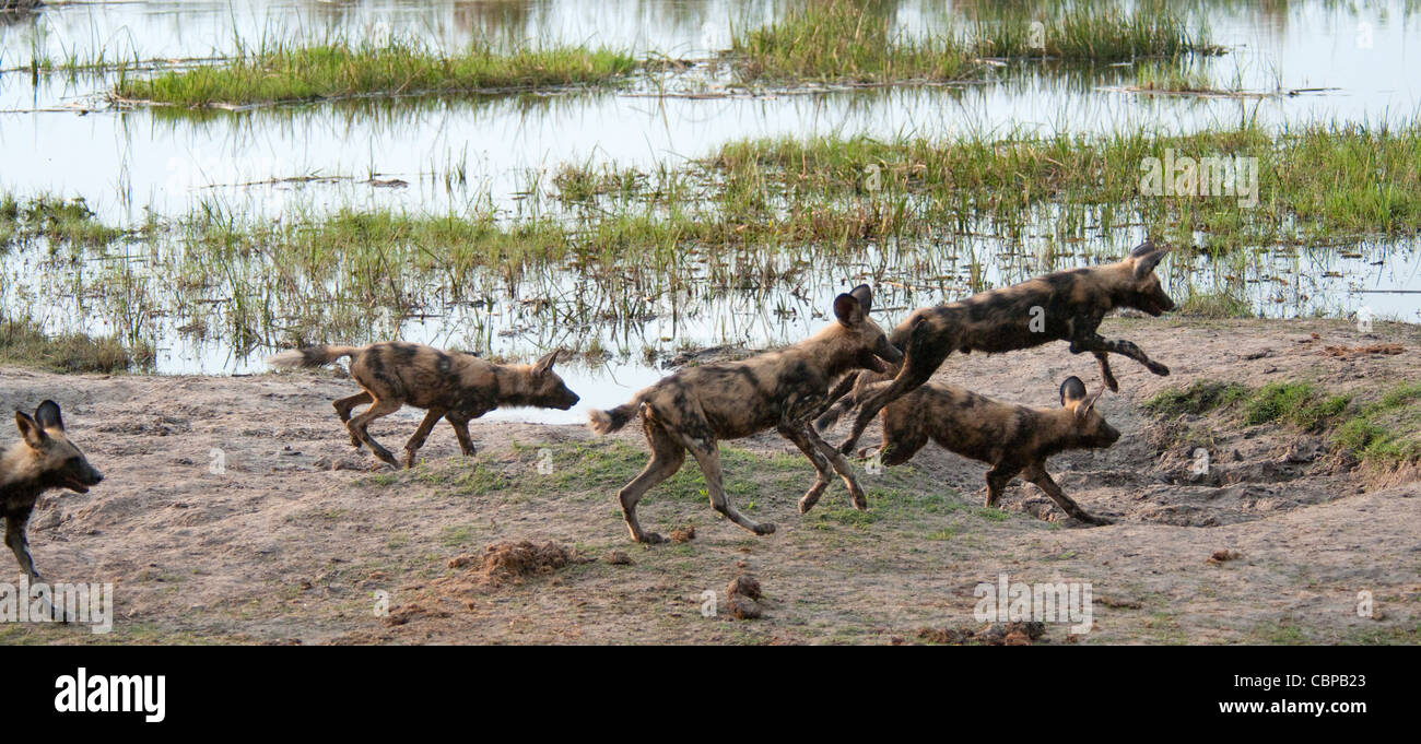 African wild dogs running hi-res stock photography and images - Alamy