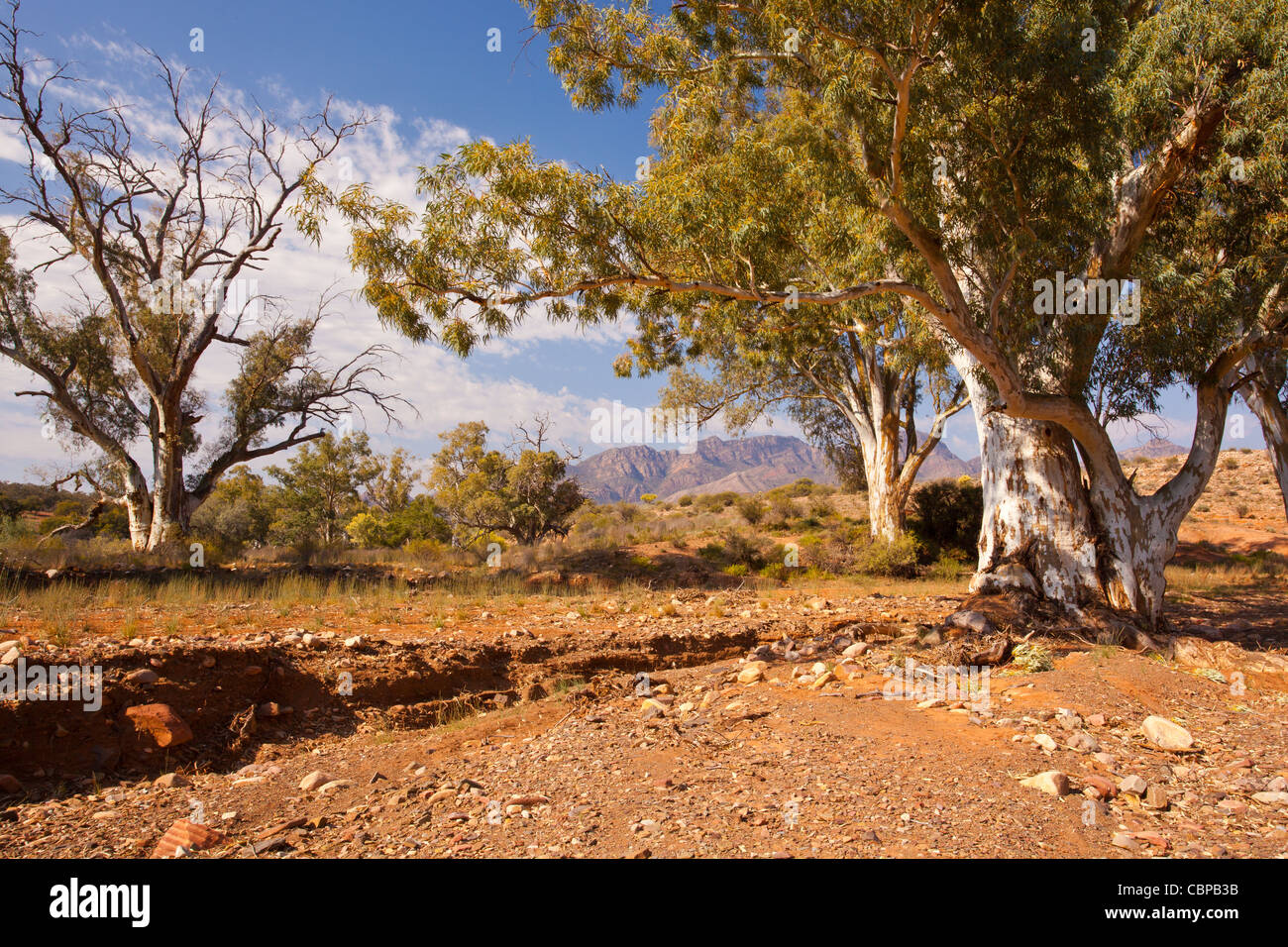 Mora Tree High Resolution Stock Photography and Images - Alamy