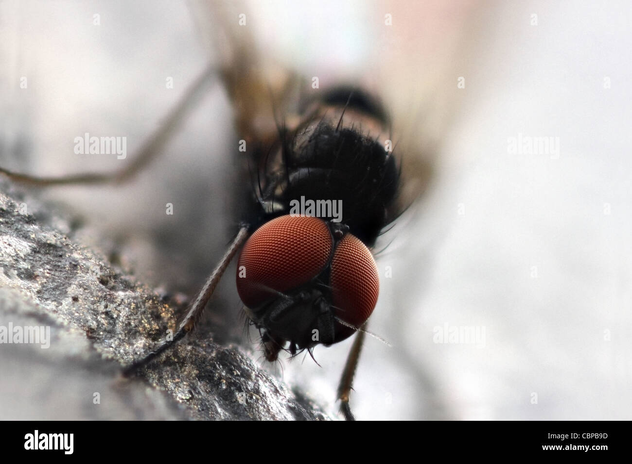 red eyed fly Stock Photo - Alamy