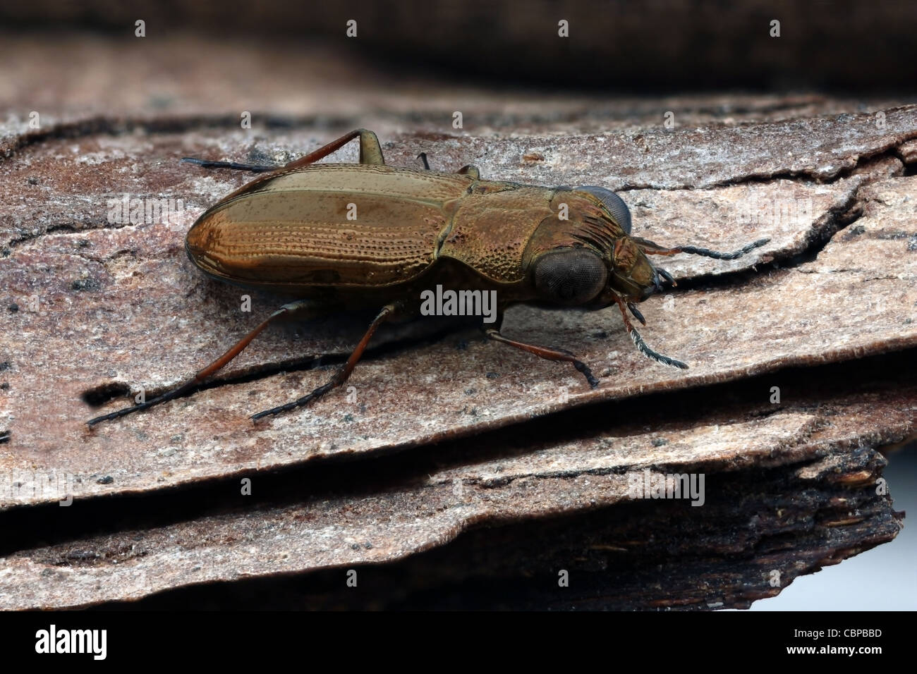 Ugly Bugs Of Montana