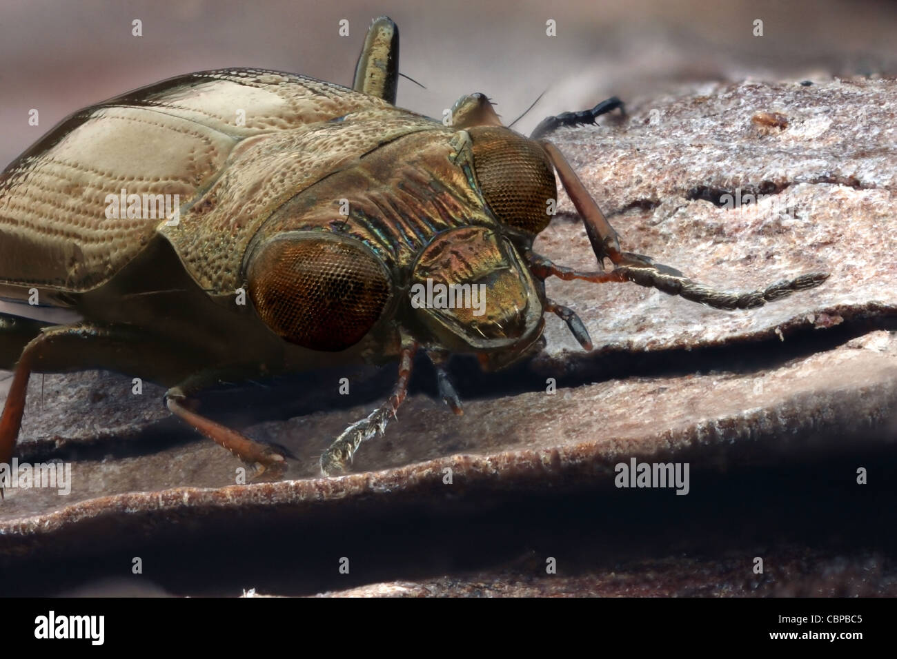 Ugliest Bug Ugly Bug Jacksons (Dozens): Flyshop NZ Ltd