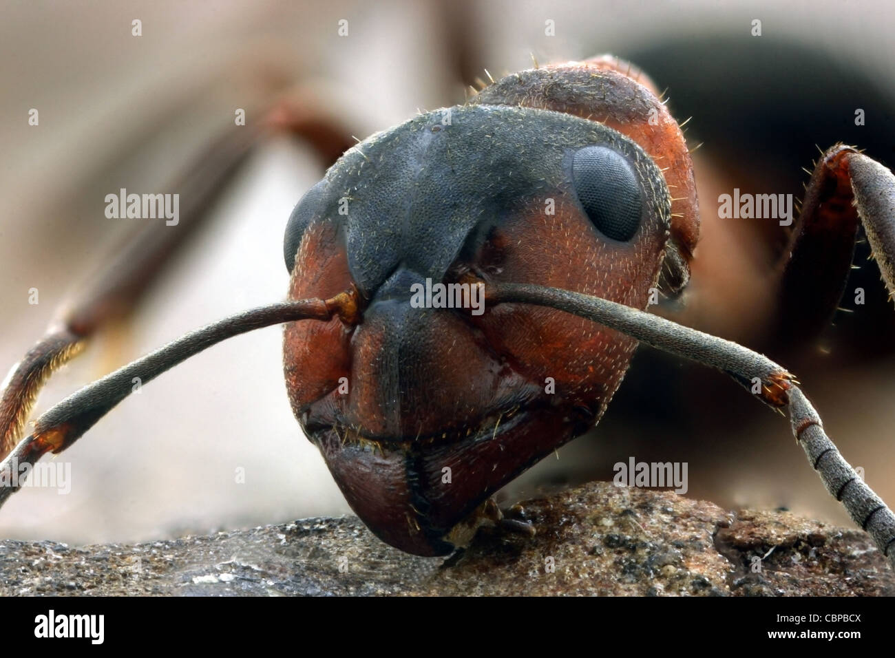 Woodant hi-res stock photography and images - Alamy
