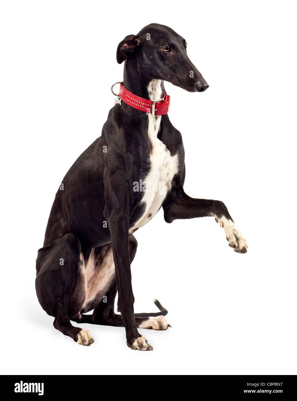 Greyhound Silhouette Sitting