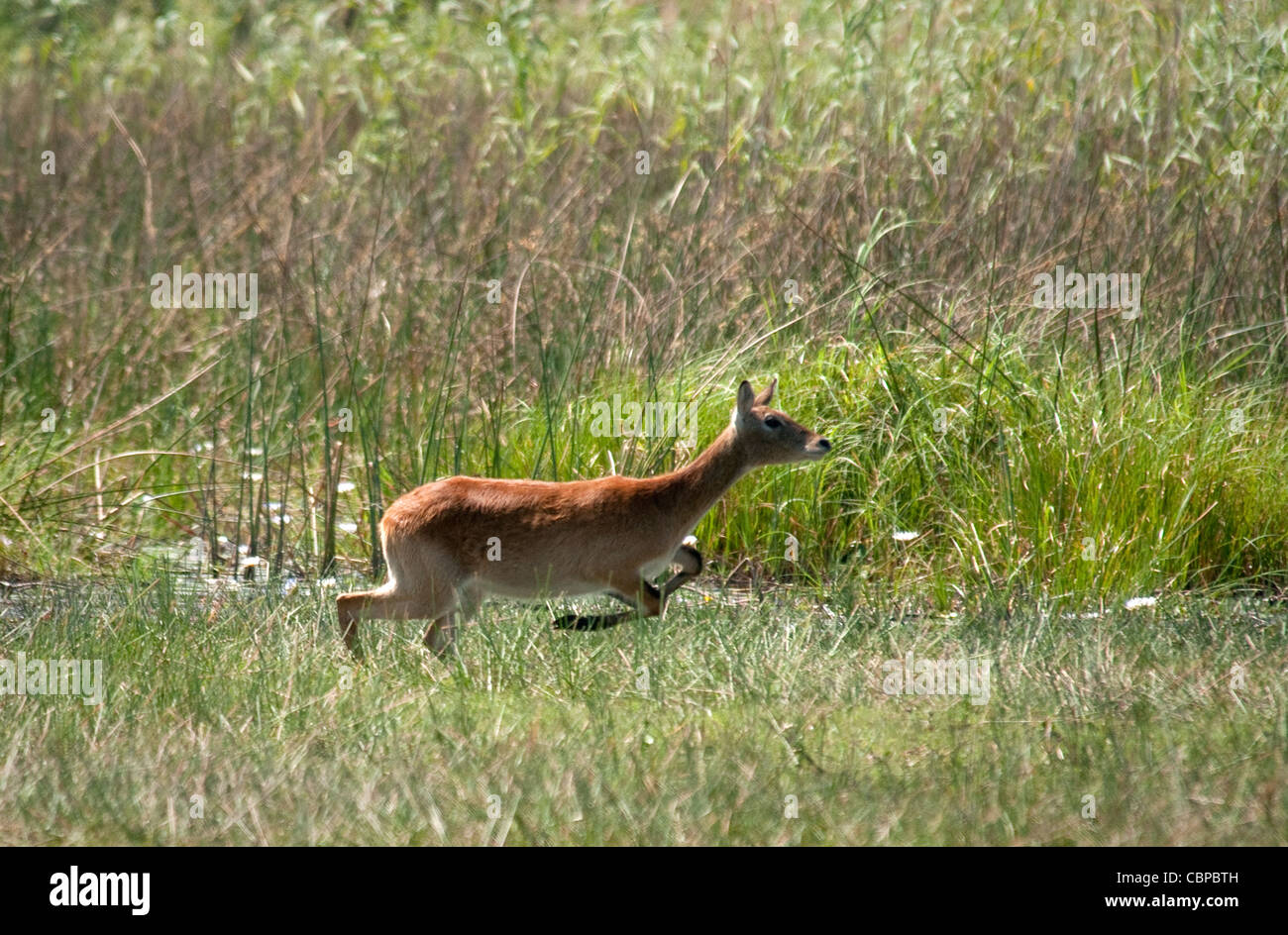 Red Lechwe Female Eating