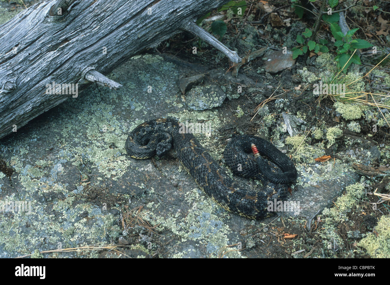 Timber Rattlesnake, Crotalus horridus, New York State. USA. Tail has ...