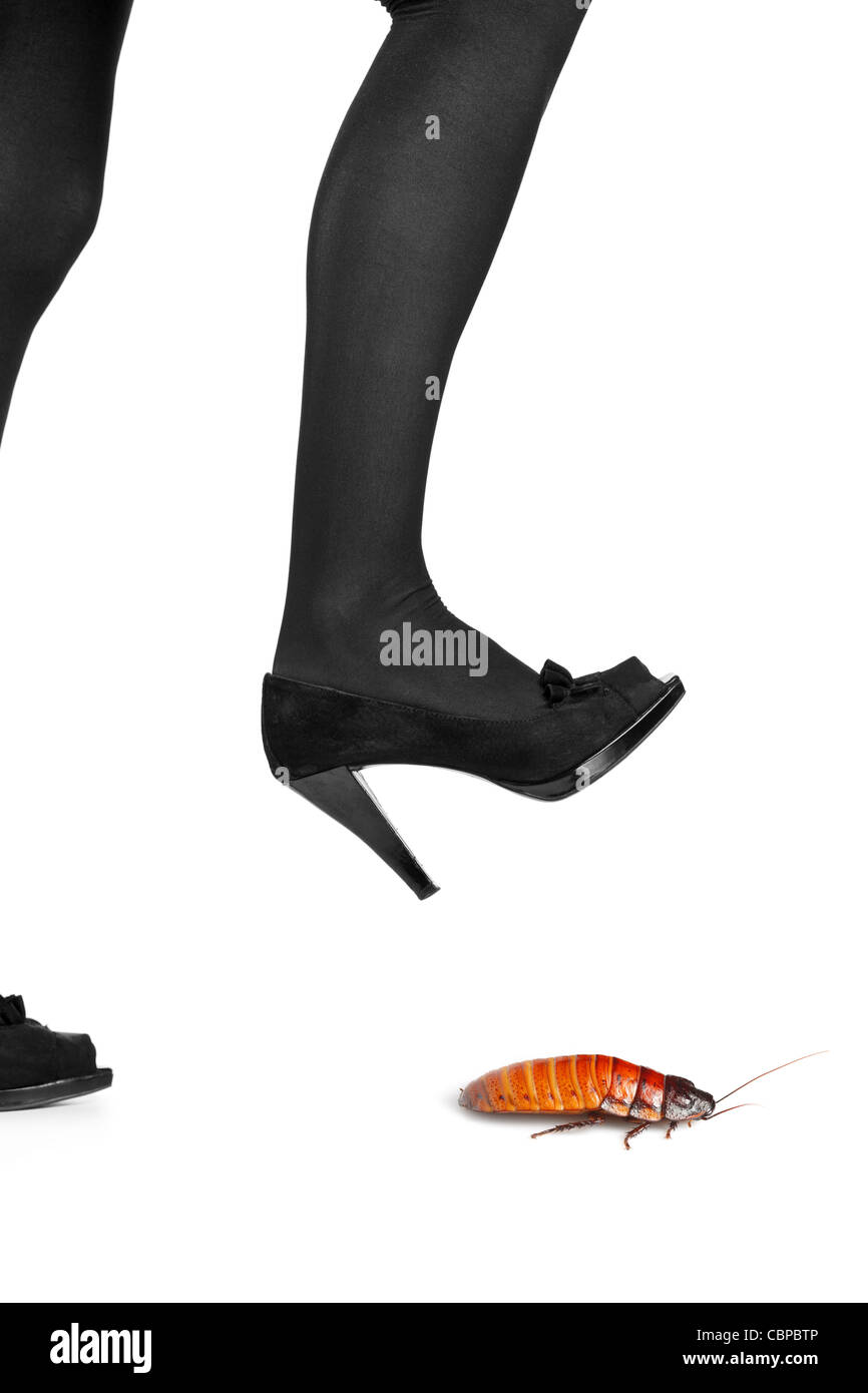 Black shoe stepping on hi-res stock photography and images - Alamy