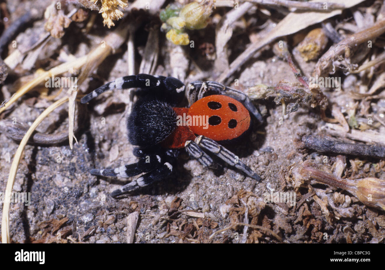 Ladybird jumping spider hi-res stock photography and images - Alamy