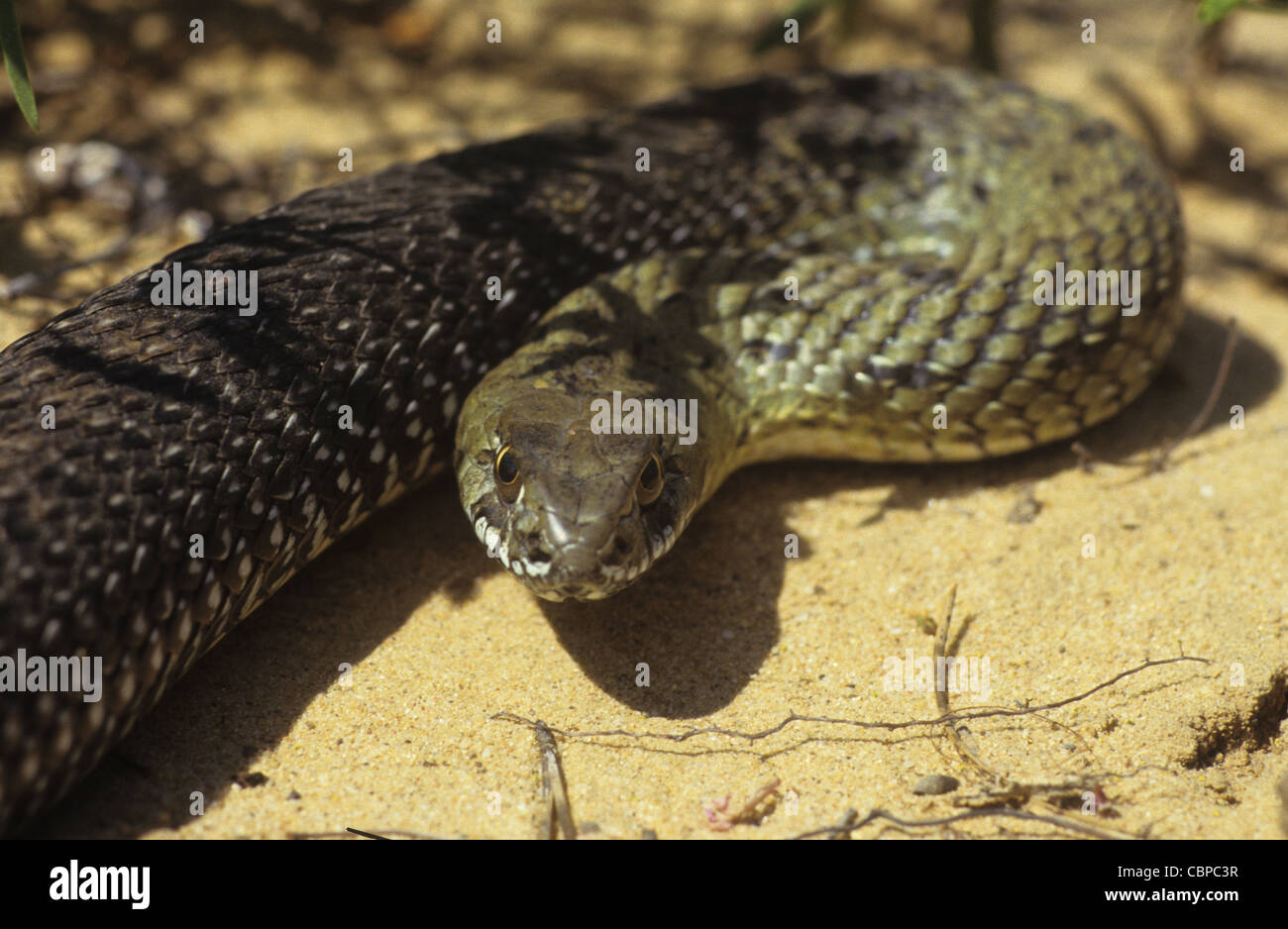 Montpellier snake spain hi-res stock photography and images - Alamy