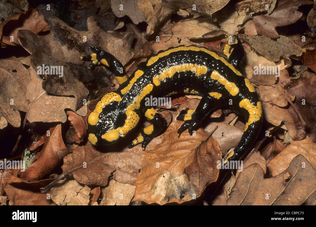 Fire Salamander, Salamandra salamandra, France Stock Photo - Alamy