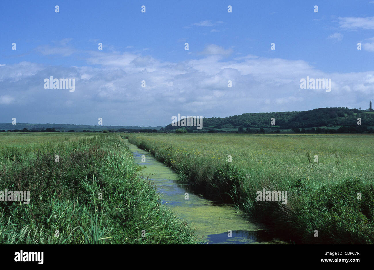 Somerset Levels. Somerset. UK Stock Photo - Alamy