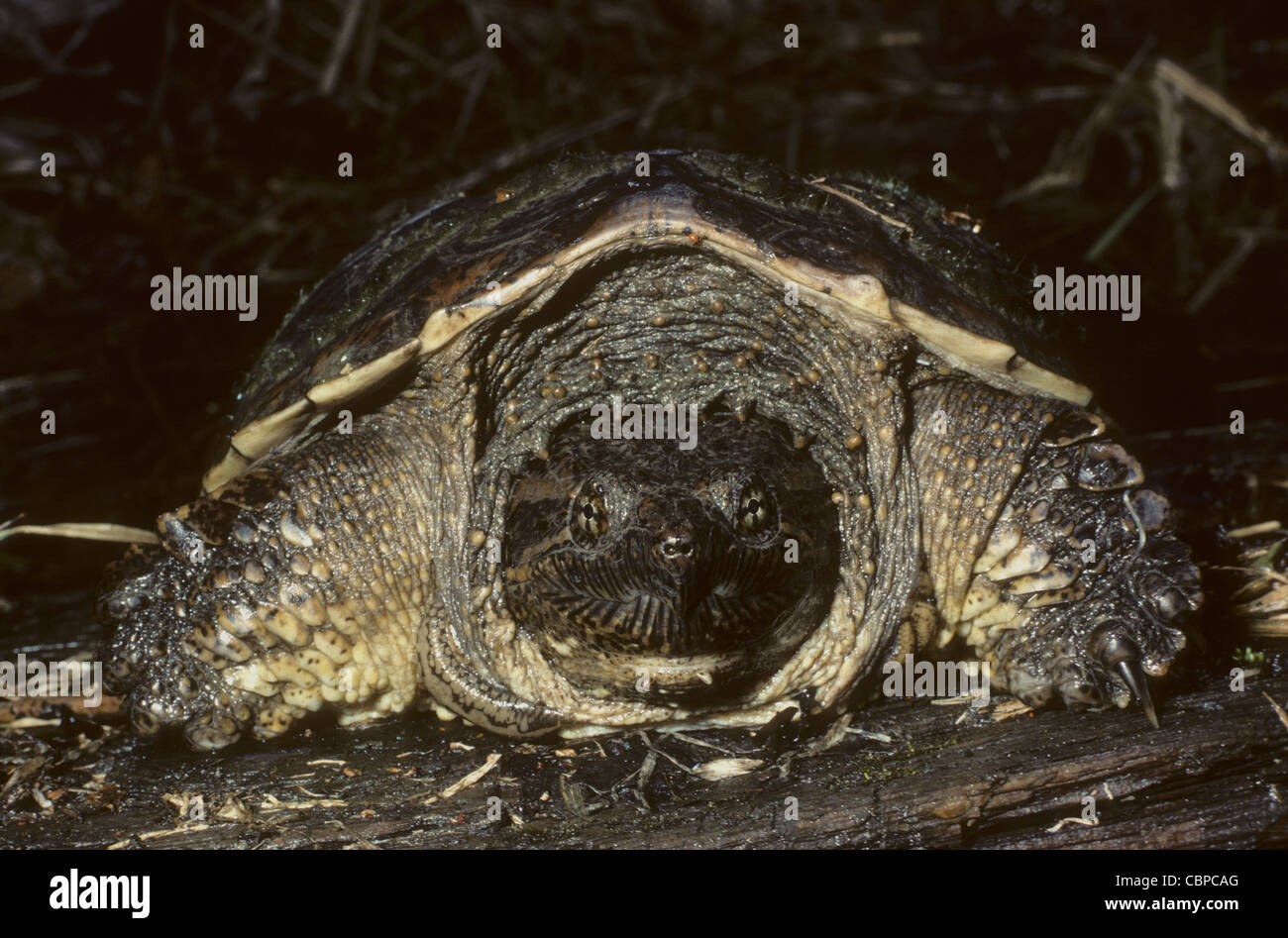 Snapping Turtle, Chelydra serpentina. Quebec. Canada Stock Photo - Alamy