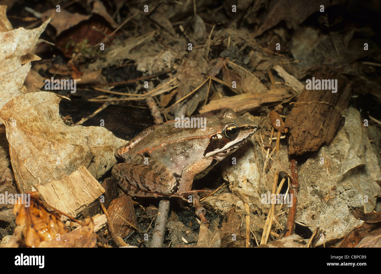 Wood Frog, Rana sylvatica, on woodland floor. Quebec. Canada Stock ...